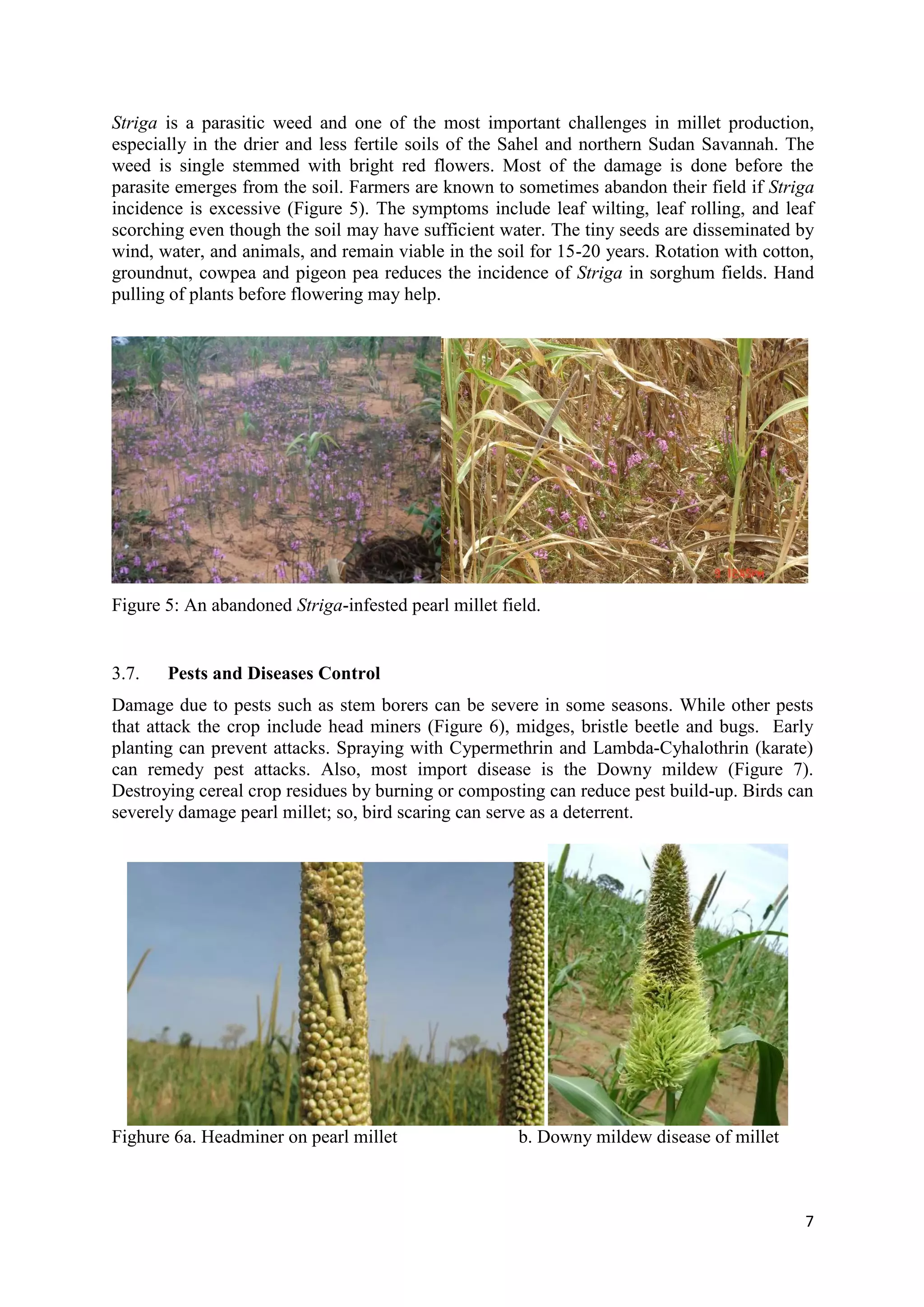Handbook on improved pearl millet production practices in North Eastern Nigeria- Feed the Future ...