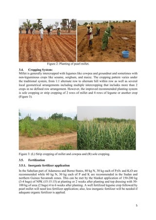 Handbook on improved pearl millet production practices in North Eastern Nigeria- Feed the Future ...