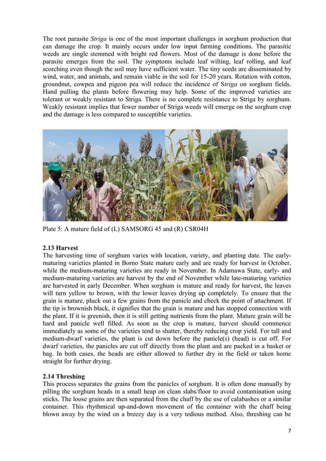 Handbook on improved agronomic practices for sorghum production in North East Nigeria - Feed the ...