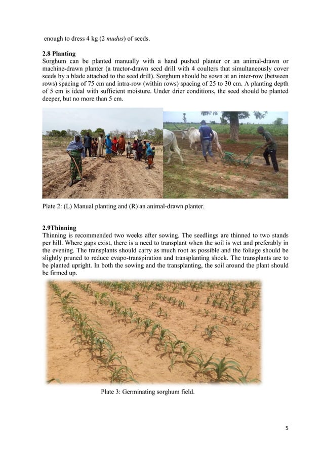 Handbook on improved agronomic practices for sorghum production in North East Nigeria - Feed the ...