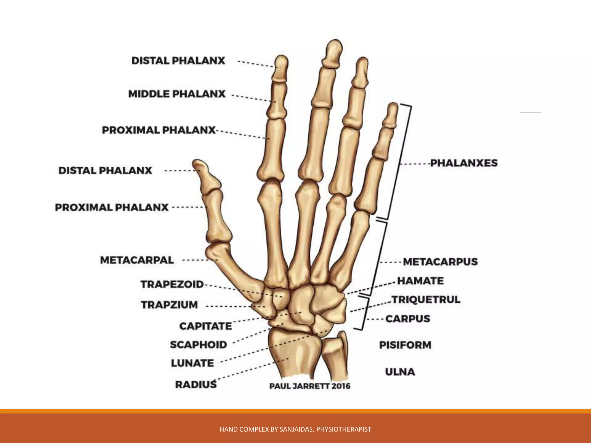 Hand complex - Introduction and CMC joint.pptx