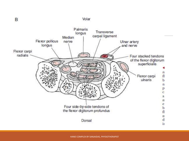 Hand complex - Introduction and CMC joint.pptx | Death, Injury, or Military Conflict | Sensitive ...