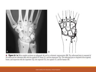 Hand complex - Introduction and CMC joint.pptx