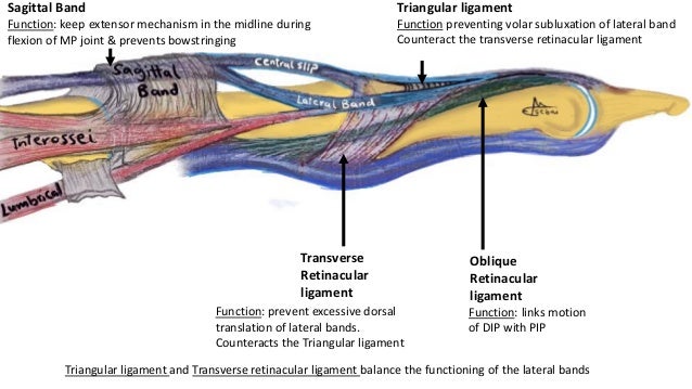 Hand deformities upload