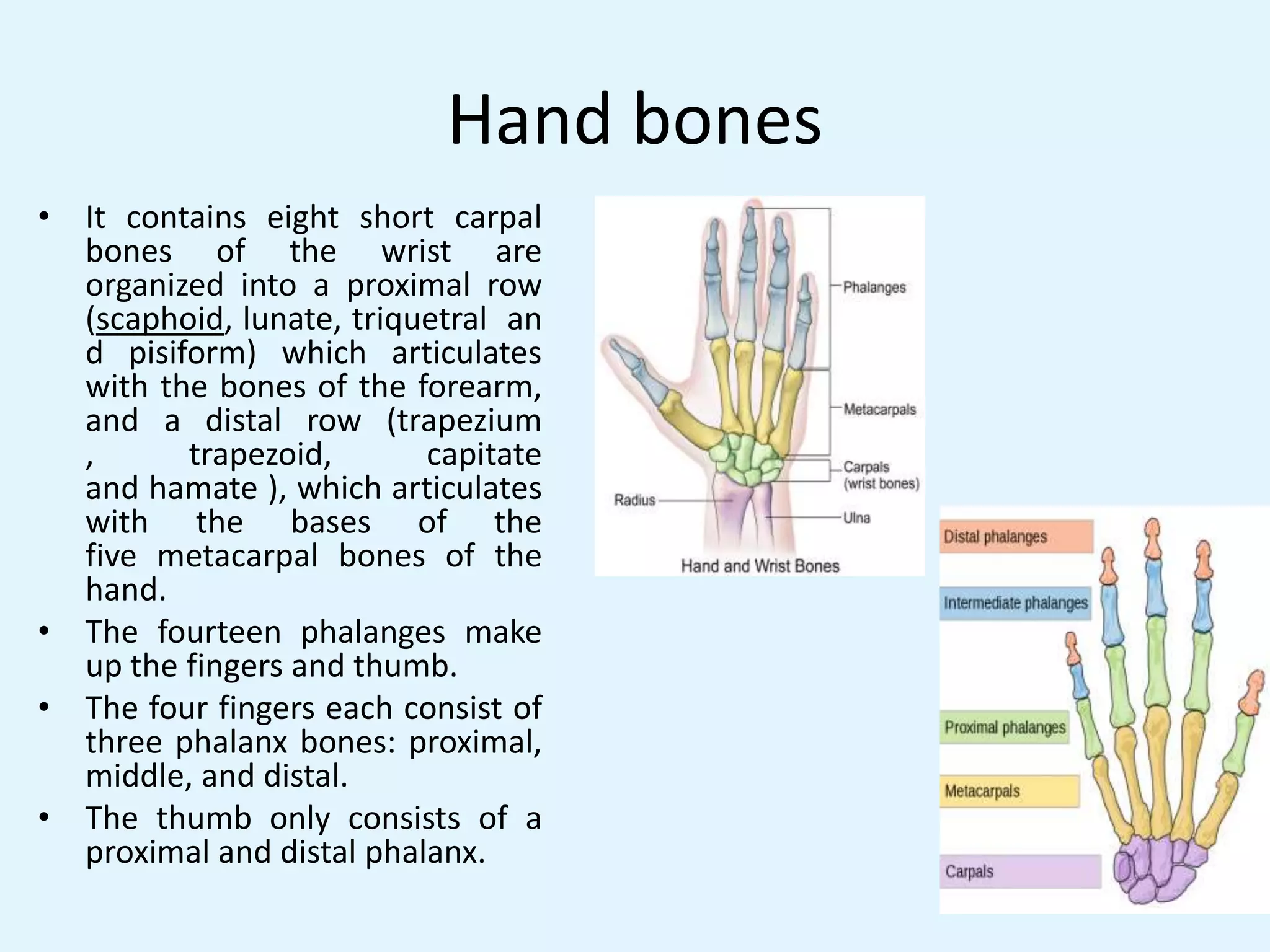 Hand function | PPTX