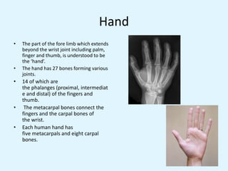 Hand function | PPTX
