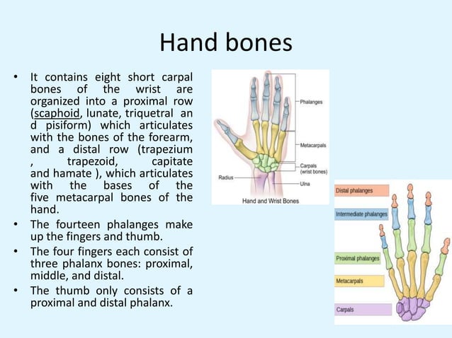 Hand function | PPTX