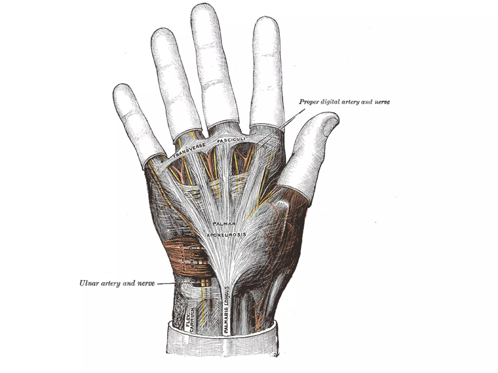 Hand Infections | PPTX
