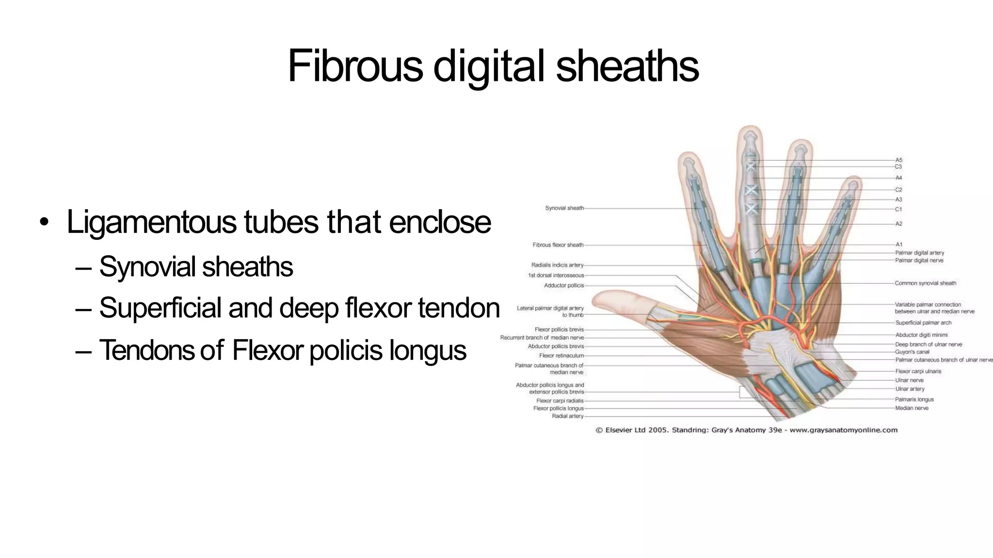 Hand infections | PDF