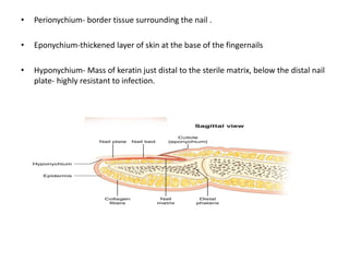 Acute Hand infections | PPTX