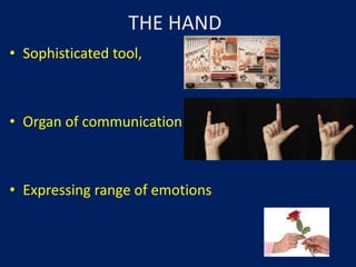 hand injury presentation to be use in safety comaign | PPT