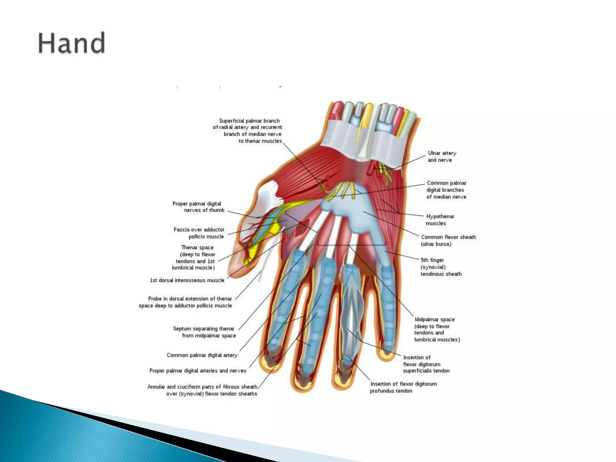Hand injury assessment | PPTX