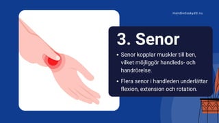 Handleds Anatomi | PPT