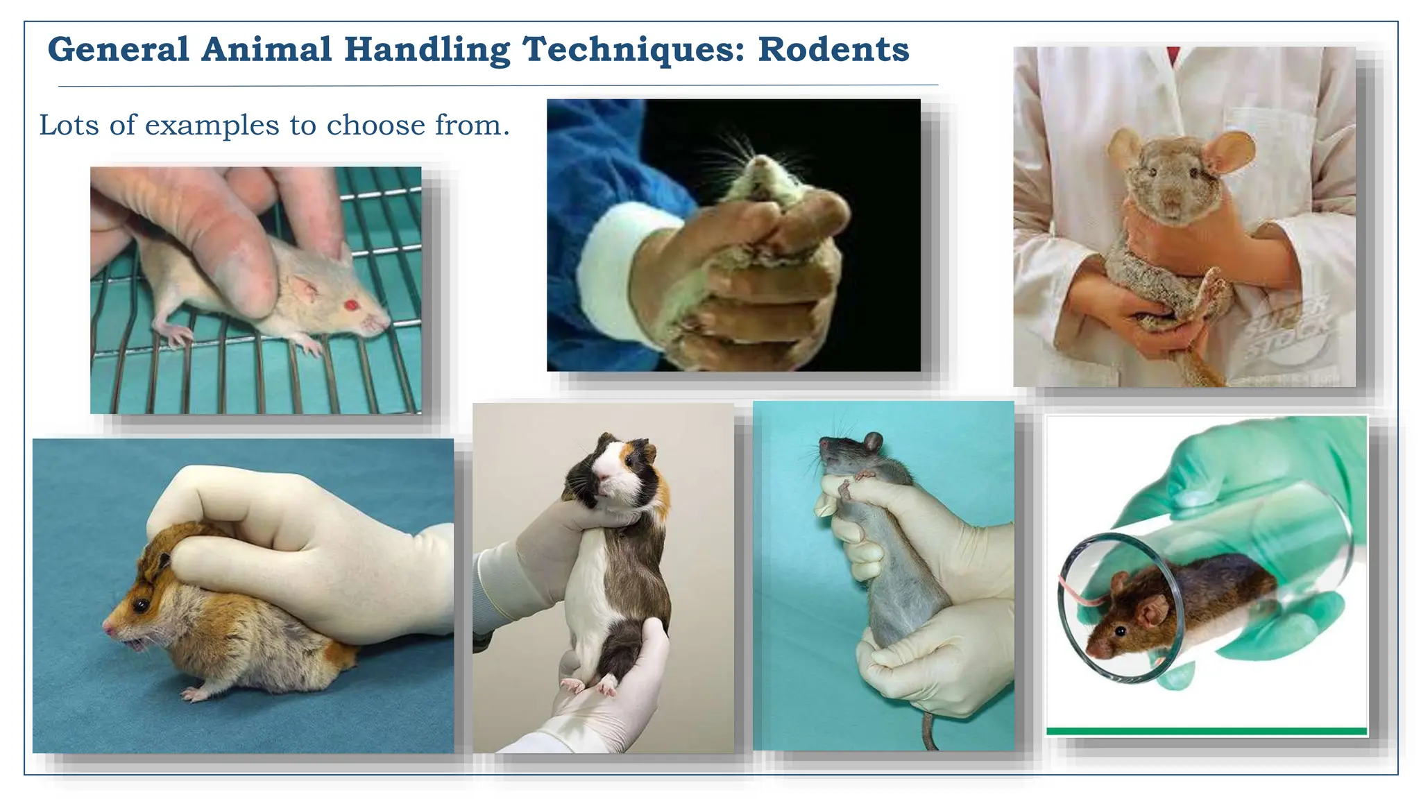 handling-animals-presentation.pptx