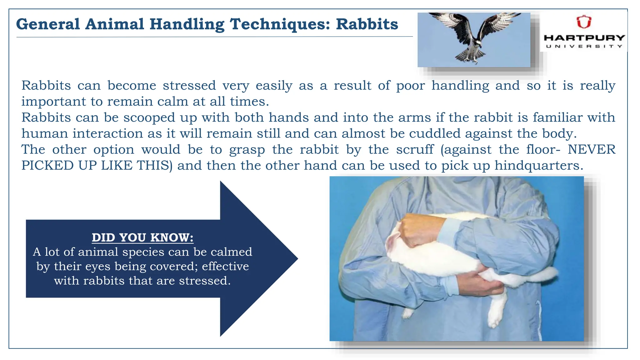 handling-animals-presentation.pptx