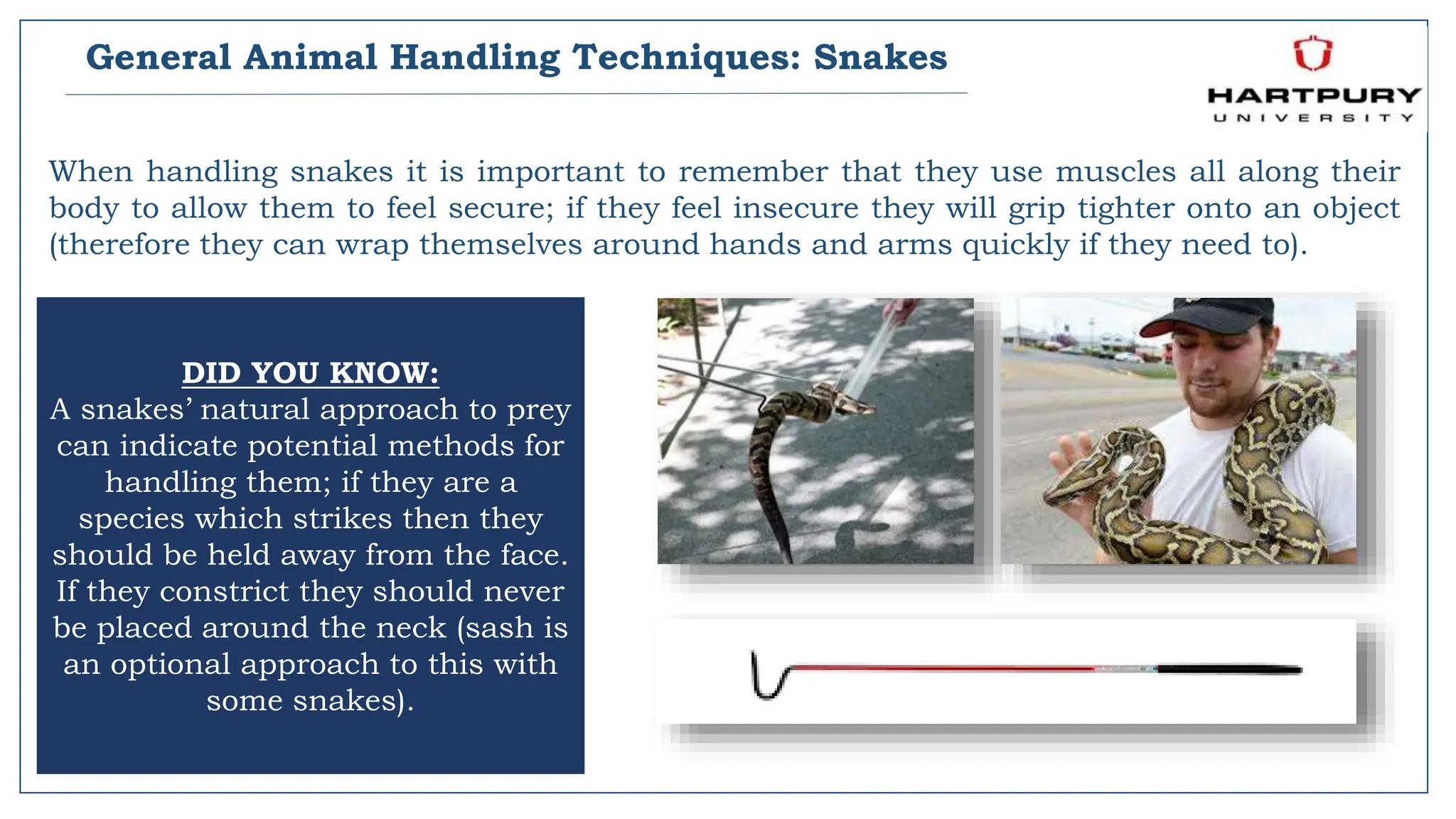 handling-animals-presentation.pptx