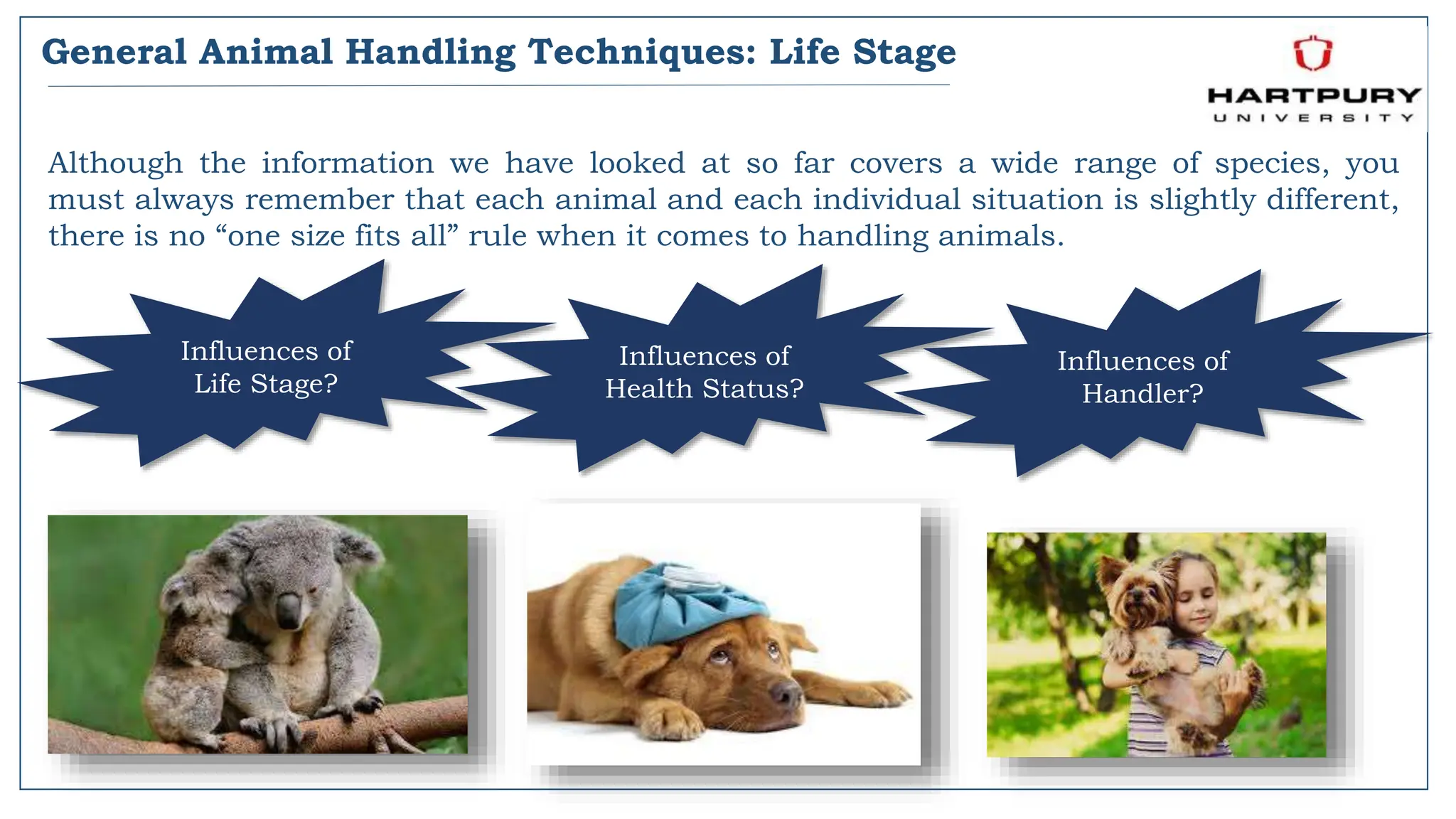 handling-animals-presentation.pptx