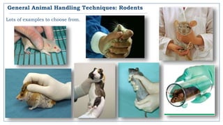 handling-animals-presentation.pptx