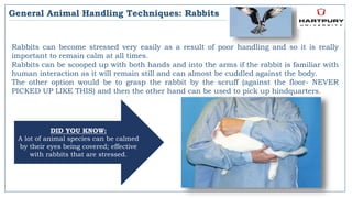 handling-animals-presentation.pptx