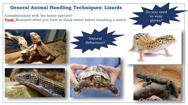 handling-animals-presentation.pptx