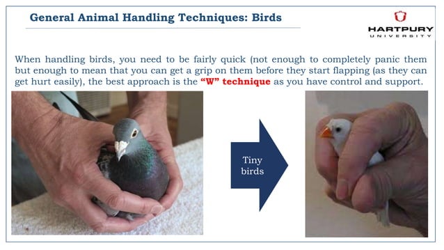 handling-animals-presentation.pptx