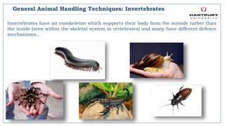 handling-animals-presentation.pptx