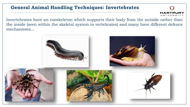 handling-animals-presentation.pptx