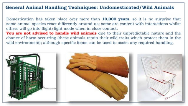 handling-animals-presentation.pptx