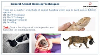 handling-animals-presentation.pptx