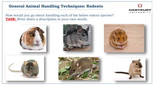 handling-animals-presentation.pptx