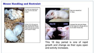 handling-animals-presentation (rat and mouse) | PDF