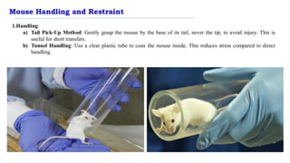 handling-animals-presentation (rat and mouse) | PDF