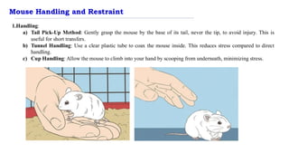 handling-animals-presentation (rat and mouse) | PDF