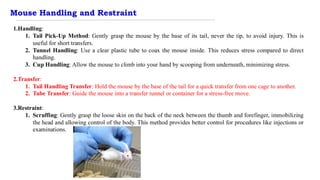 handling-animals-presentation (rat and mouse) | PDF