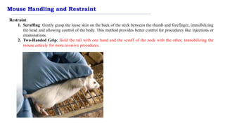 handling-animals-presentation (rat and mouse) | PDF