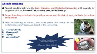 handling-animals-presentation (rat and mouse) | PDF