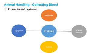 handling-animals-presentation (rat and mouse) | PDF