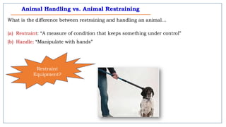 handling-animals-presentation (rat and mouse) | PDF