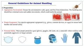 handling-animals-presentation (rat and mouse) | PDF