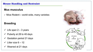 handling-animals-presentation (rat and mouse) | PDF