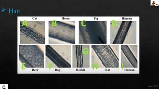 Handling and Preservation of Biological Evidence -hair and fiber.pptx ...