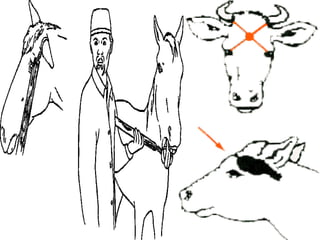 handling of animals | PPTX