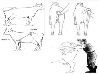 handling of animals | PPTX