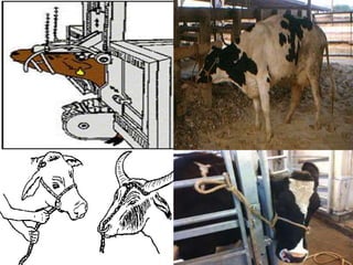 handling of animals | PPTX