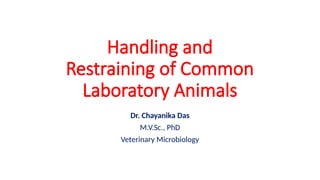 Handling and Restraining of Common Lab Animals.pptx