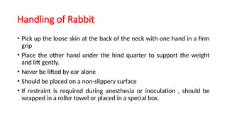 Handling and Restraining of Common Lab Animals.pptx