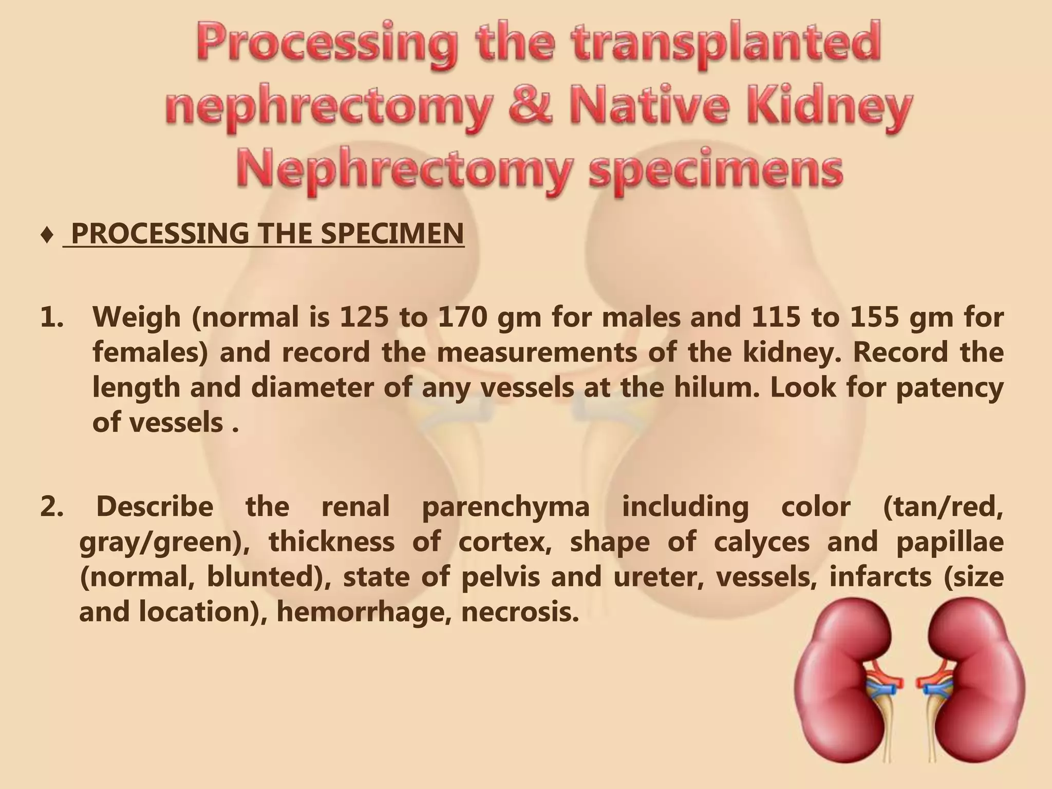 Handling of kidney specimen | PPTX