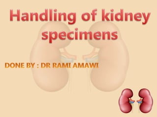 Handling of kidney specimen | PPTX