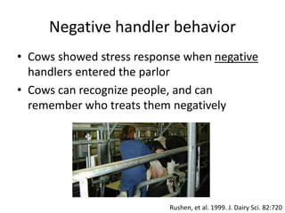 The Importance of Good Handling Skills for Dairy Cows | PPTX