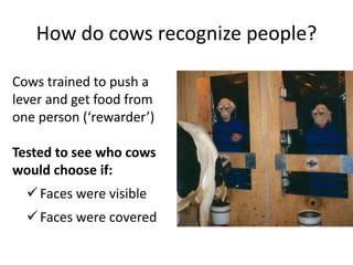 The Importance of Good Handling Skills for Dairy Cows | PPTX